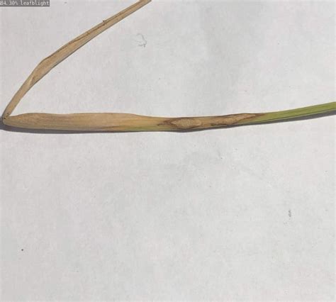 Github Maxhalimrice Disease Detection