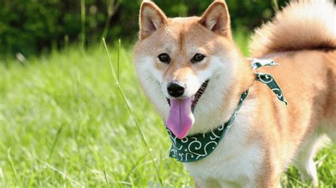 Shiba Inu Gauging Shibs Potential To Continue Rising After This