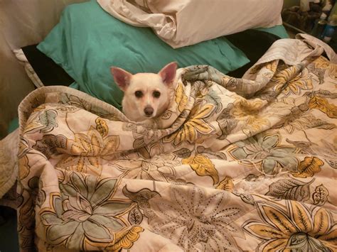 Dexter Is Clean And Tucked Into A Fresh Set Of Bedding Scrolller