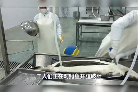 日本人隔空生取鱼籽取完下次接着再取鱼我谢谢你祖宗 祖宗