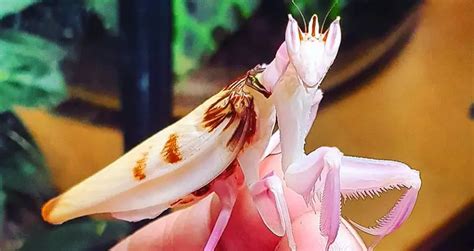 Praying Mantis Lifespan How Long Do Mantes Live 7 Examples