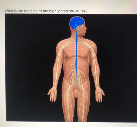 Solved What Is The Function Of The Highlighted Structures