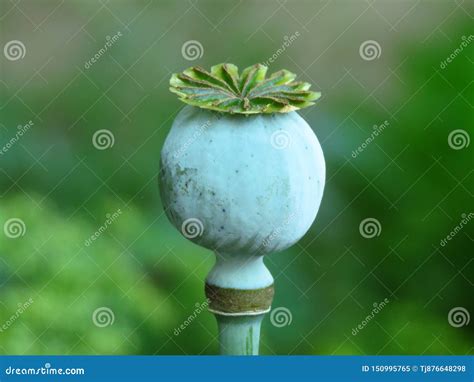 Poppy Seed Head Opium Poppy Pod Green Poppy Seed Pod In The Garden