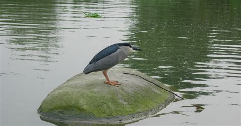 Larle