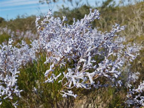 西オーストラリア州で見られるワイルドフラワーの魅力！～世界にここだけの花～ たびこふれ