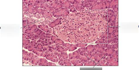 Pancreas Histology Diagram Quizlet