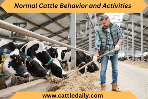 Normal Cattle Behavior And Activities A Complete Guide Cattle Daily