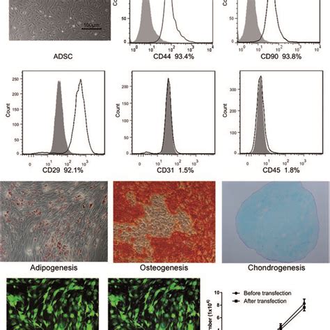 Identification And Virus Transfection Of Adscs Adscs Exhibited Spindle