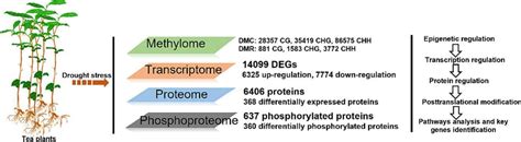 International Journal Of Biological Macromolecules：茶树种质创制团队利用多层级组学分析揭示了