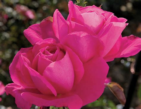 Miss All American Beauty Star Roses And Plants Wildwood Outdoor Living