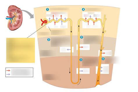 Biol 240w Exam 4 Part 5 Diagram Quizlet