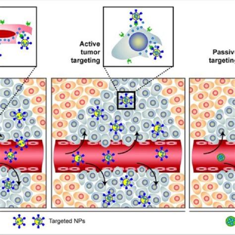 Active Targeting Nanoparticles Investigated In Aml Download