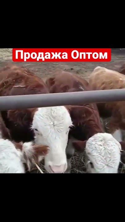 Продажа Бычков и Телочек из России на экспорт 🇷🇺 порода Герефорд и