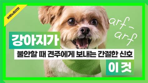 펫공감series34 강아지가 불안할때 견주에게 보내는 간절한 표현 Youtube