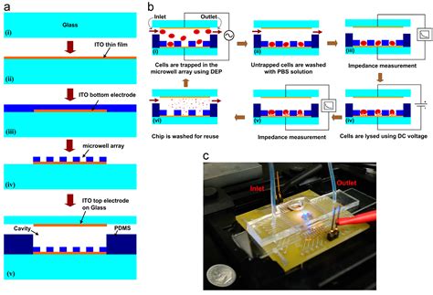 Red Cell Lysis Buffer Recipe Dandk Organizer