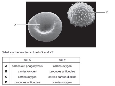 Igcse Biology 0610 94 Blood Igcse Style Questions Paper 1