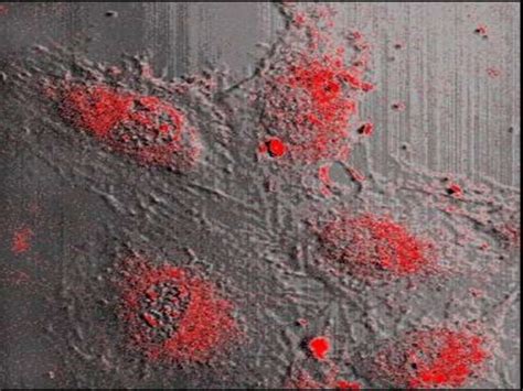 Optical Nanosensors Pptx Physics Science