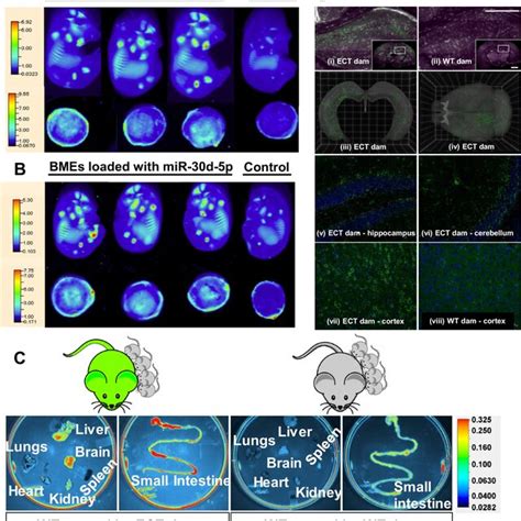 Milk Sevs Cross Placenta And Bloodbrain Barrier A Fluorophore