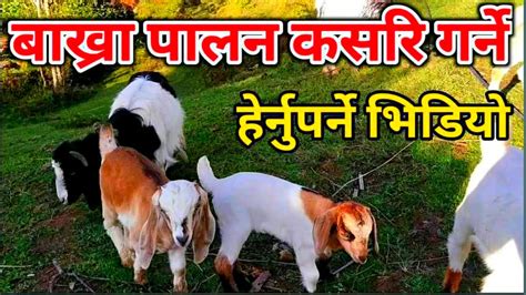 बाख्रा पालन Goat Farming In Nepal Bakhra Palan Nepali Farming