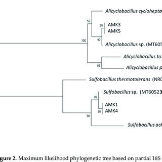 Maximum Likelihood Phylogenetic Tree Based On Partial 16S RRNA
