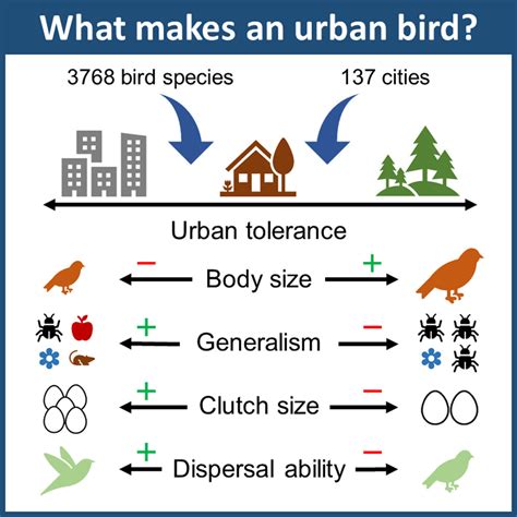 Traits Shaping Urban Tolerance In Birds Differ Around The World Current Biology