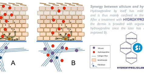Hydroxyprolisilane Pupesosweet