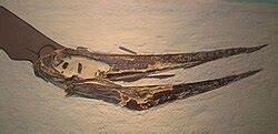 Pteranodon Wikipedia