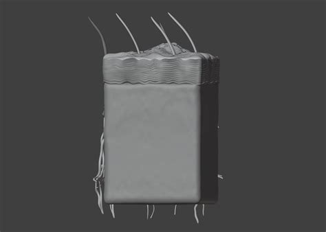 Stl File 3d Model Of Psoriasis Skin Cross Section Obj・3d Print Object To Download・cults