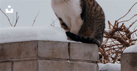벽돌 벽 위에 앉아있는 고양이 사진 Unsplash의 무료 회색 이미지