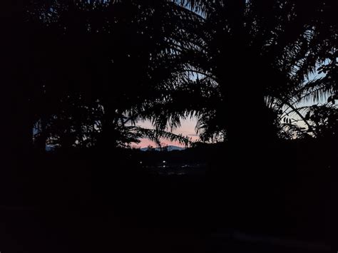 Premium Photo Silouhette From An Oil Palm Tree Behind It A Blue Sky