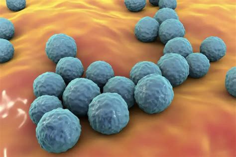 Enterococcus Faecalis Infection Std Gov Blog