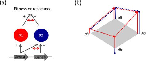 Pleiotropy And Epistasis Are Key Factors In The Evolution Of Antibiotic