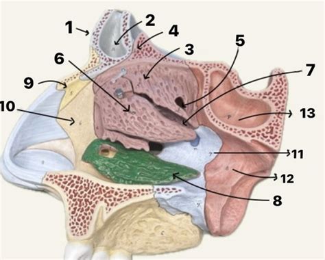Bio L Axial Skeleton Part D Flashcards Quizlet