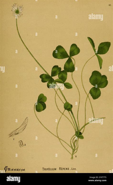 American Medicinal Plants New York Boericke And Tafel C1887 Botany