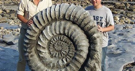 Praise The Helix Fossil Imgur