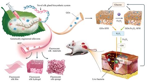 Advanced Materials 夏庆友教授团队开发全新家蚕丝腺生物合成系统，助力丝素生物材料的功能化改造 生物学研究中心