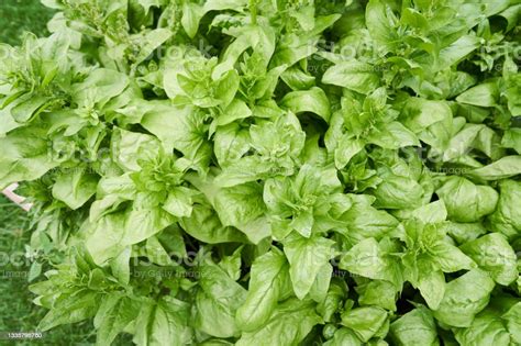 정원의 화단에서 자라는 녹색 바질의 클로즈업 최고 전망 향기로운 조미료는 정원 침대에서 자랍니다 젊고 갓 자란 바질 건강한 생활방식에 대한 스톡 사진 및 기타 이미지