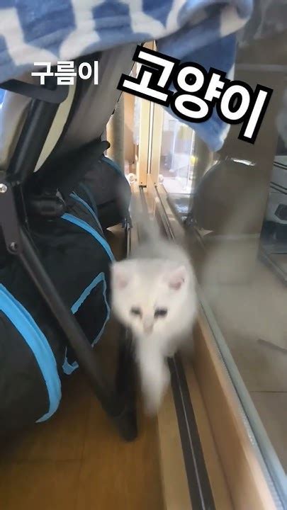 고양이 입양했어용 귀여우나요내일은 오로라핑 살거에요 음원 아파트 로제 브로노마스 말스 Youtube