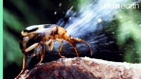 Bombardier Beetle Sprays Acid From Its Rear Life Bbc Earth Youtube