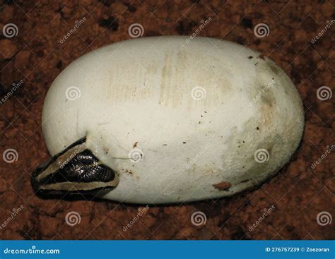 Burmese Python Python Bivittatus Stock Image Image Of Wildlife Invertebrate 276757239