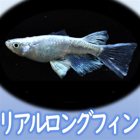 改良メダカのヒレの変化について教えて！話題のリアルロングフィンって何？【メダカq＆a No031】 ｜ アクアライフブログ