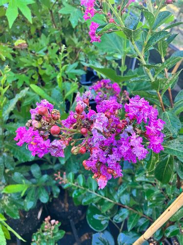 Crepe Myrtle Zuni Summit Nurseries