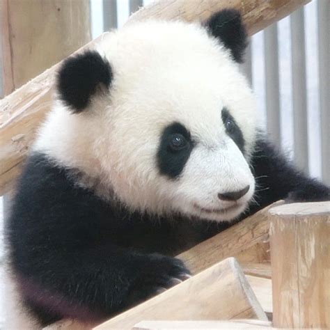 Pandakenjikobe🐼神戸さんはinstagramを利用しています「🐼 ‪可愛い ️ 彩浜 🌈 赤ちゃんパンダ 🐼