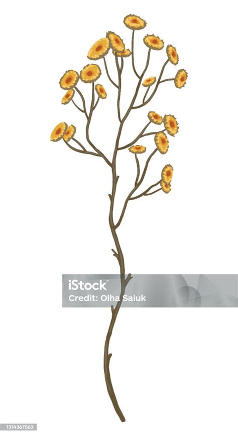 노란 야생 꽃 컬러 필드 플랜트 드로잉 손으로 그린 벡터 그림 흰색으로 분리된 식물 클립아트 디자인 엽서 인쇄 장식 스티커 타이포그래피 랩을 위한 단일 요소 0명에 대한