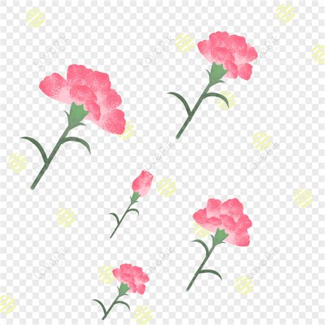 카네이션 꽃 배경 Png 일러스트 무료 다운로드 Lovepik