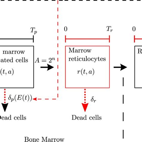 Erythropoiesis Model Improved Main Modifications Of The Last Model Are