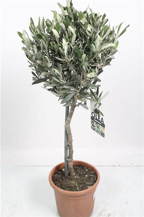 Olea Europaea — Plant Wholesale Floraccess
