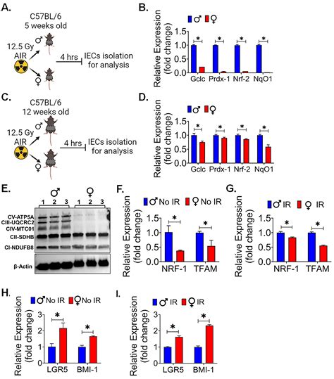 Cells Free Full Text Lgr5 Intestinal Stem Cells Display Sex