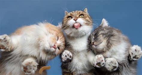 Blep Vs Mlem