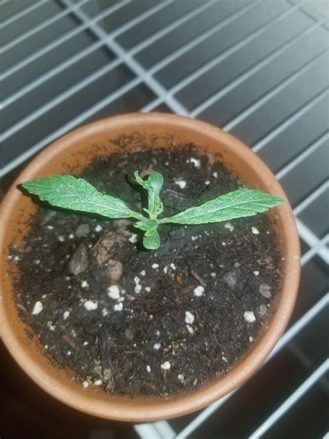 First Time Grower I Have A Few Plants Half Of Which Are Doing Well